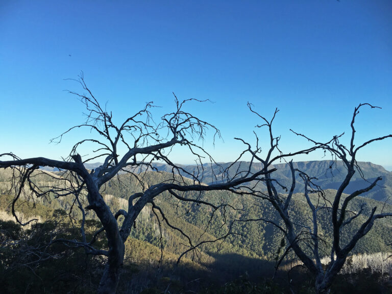 The Australian Alps: What plant is that? - Protect Our Winters - Australia